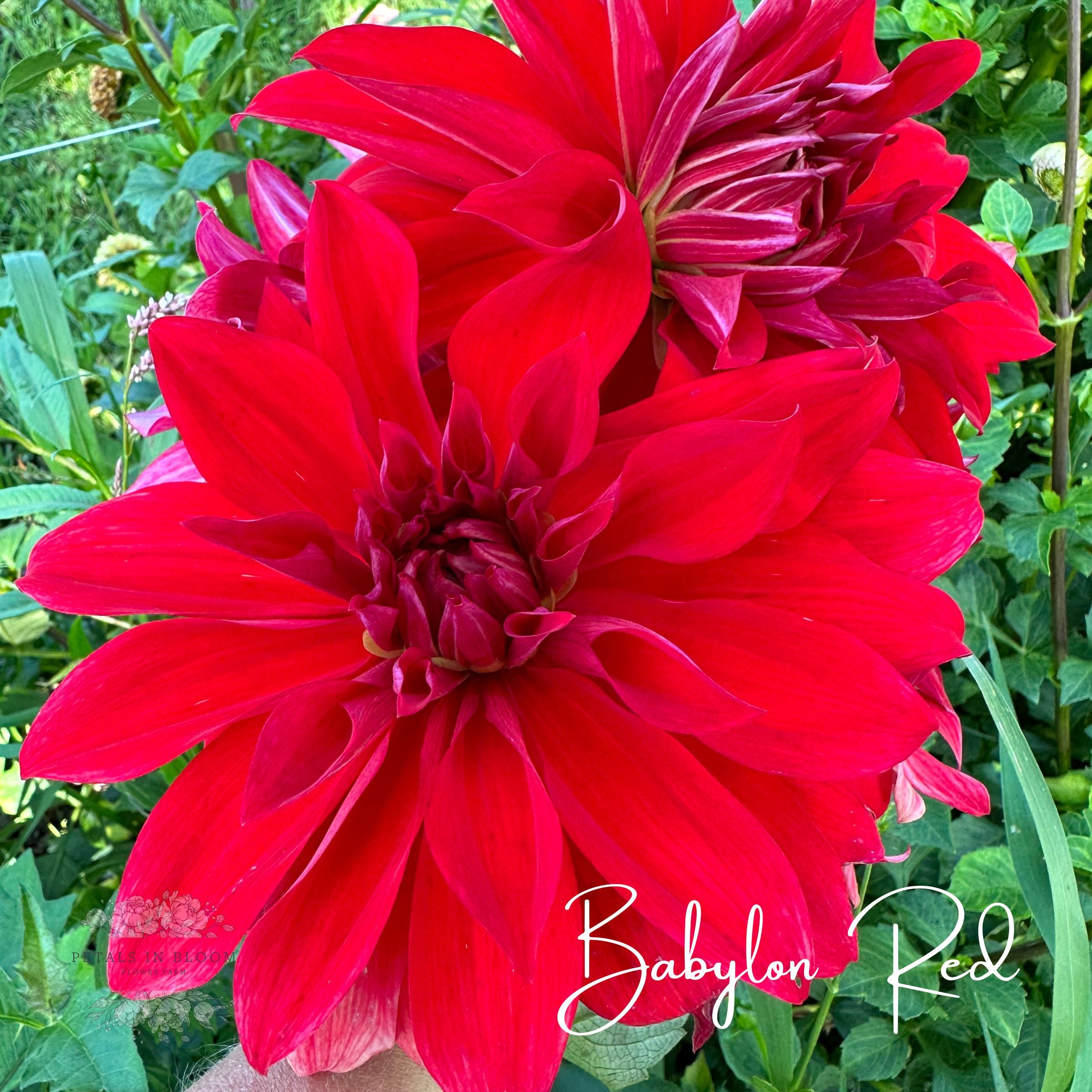 Products – Petals In Bloom Flower Farm