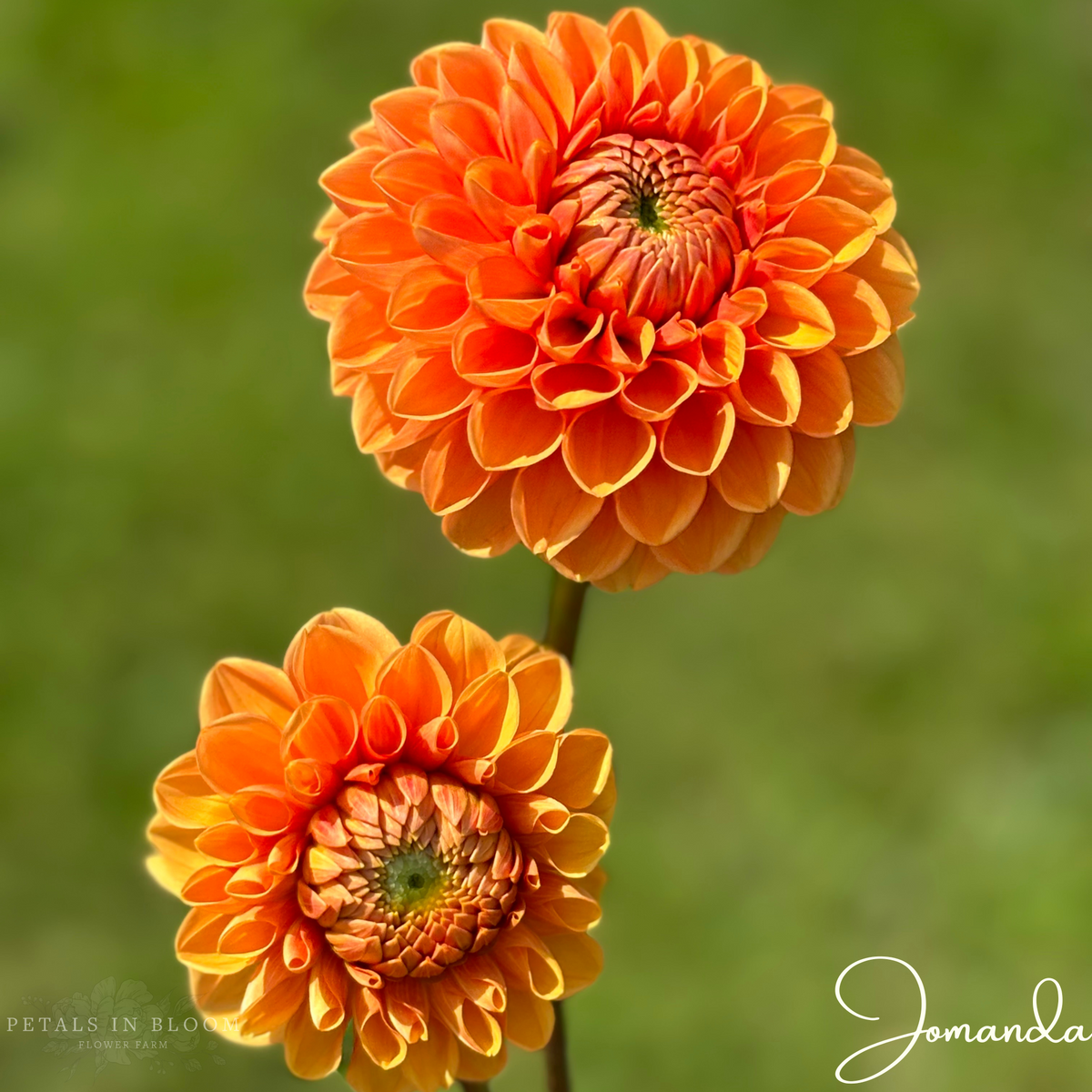 Jomanda Dahlia Tuber – Petals In Bloom Flower Farm