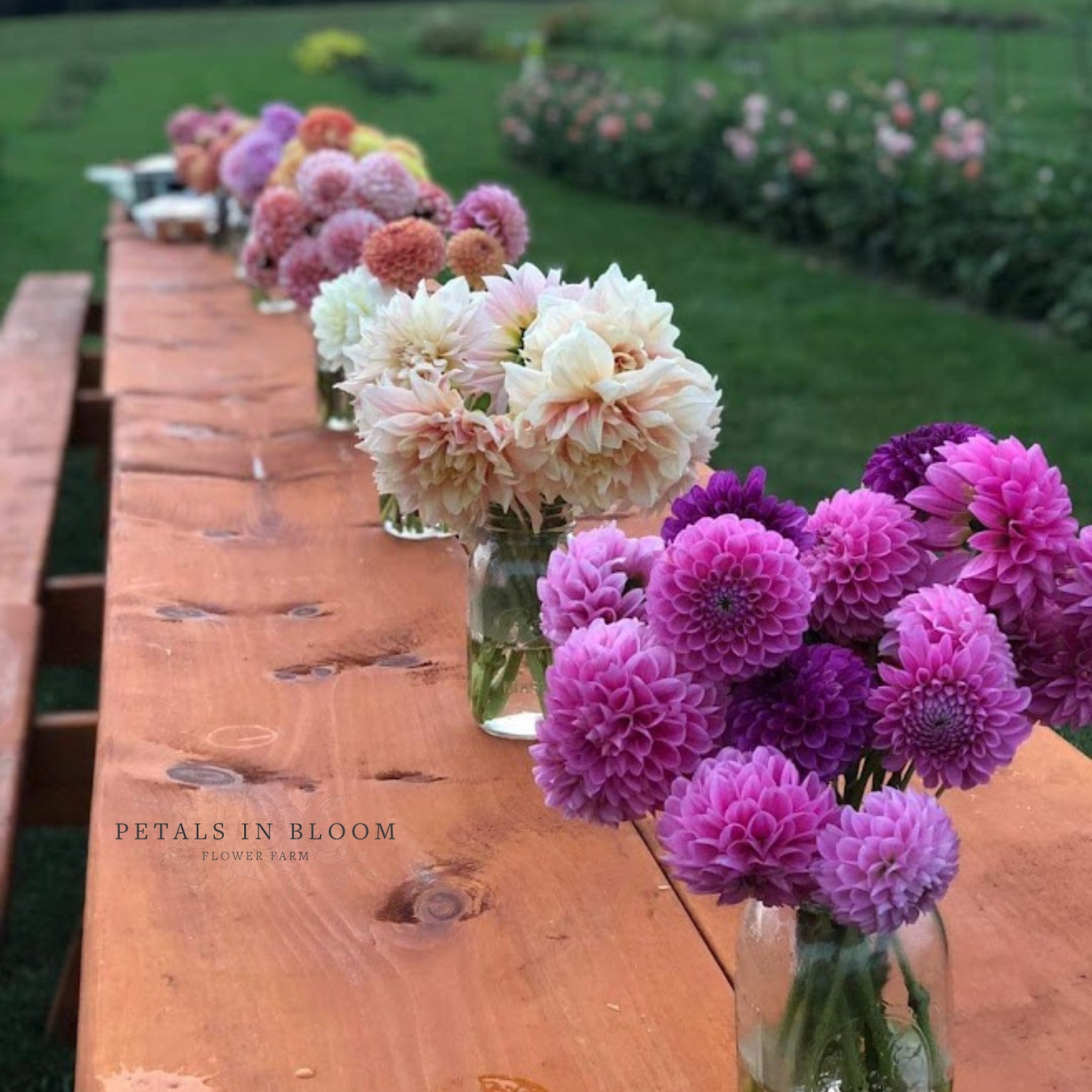 Events – Petals In Bloom Flower Farm