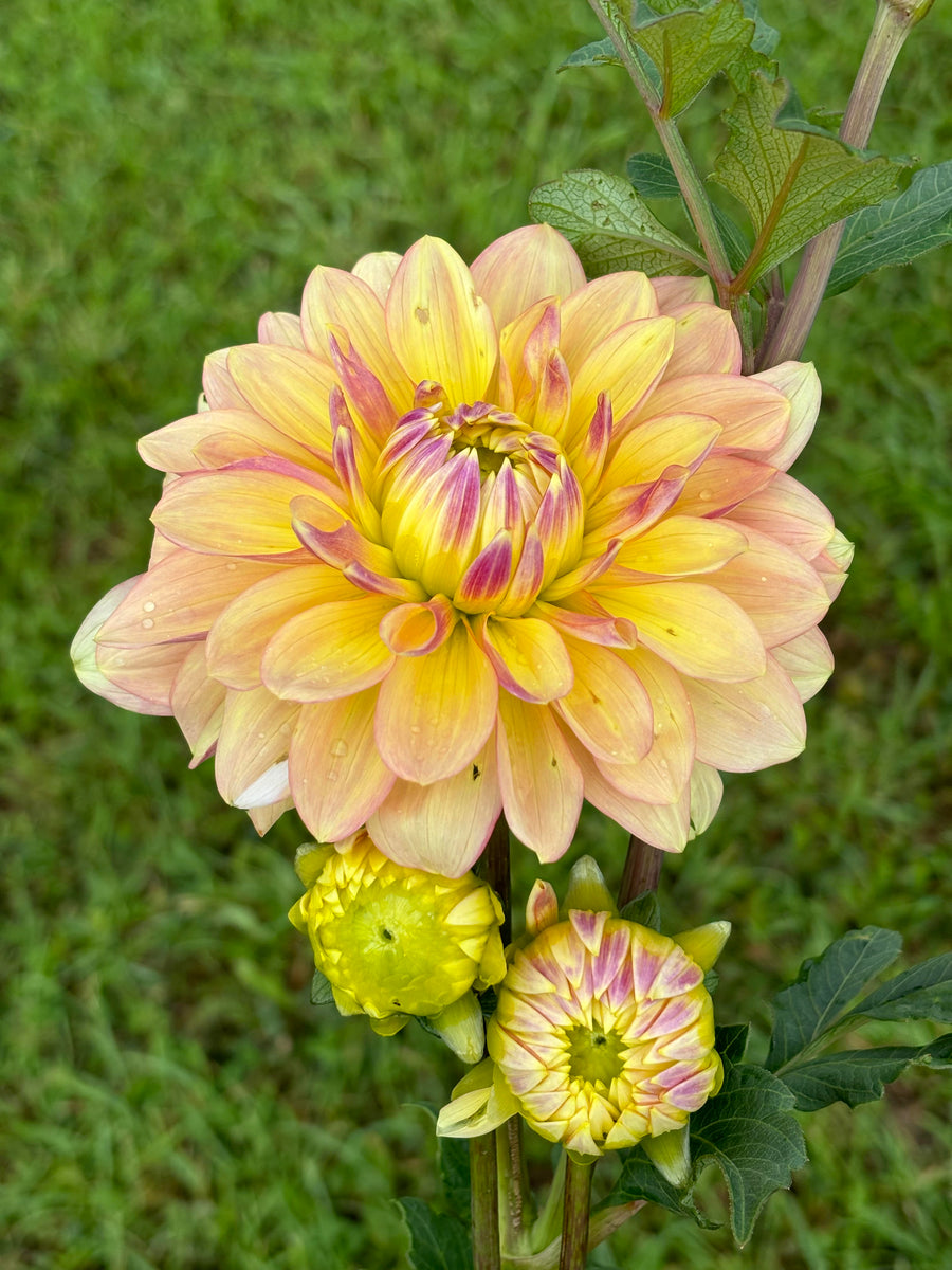 Wyn's NEW Pastel – Petals In Bloom Flower Farm