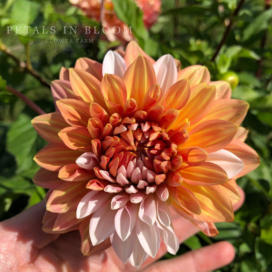 A La Mode Dahlia Tuber – Petals In Bloom Flower Farm