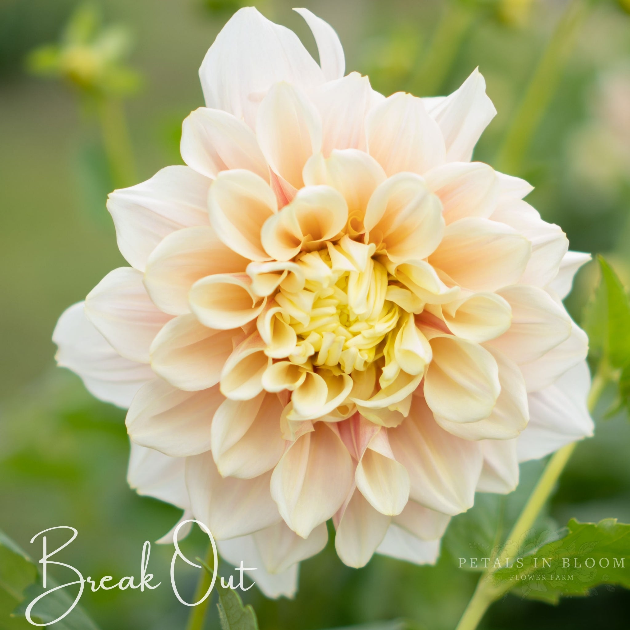 Break Out Dahlia Tubers – Petals In Bloom Flower Farm