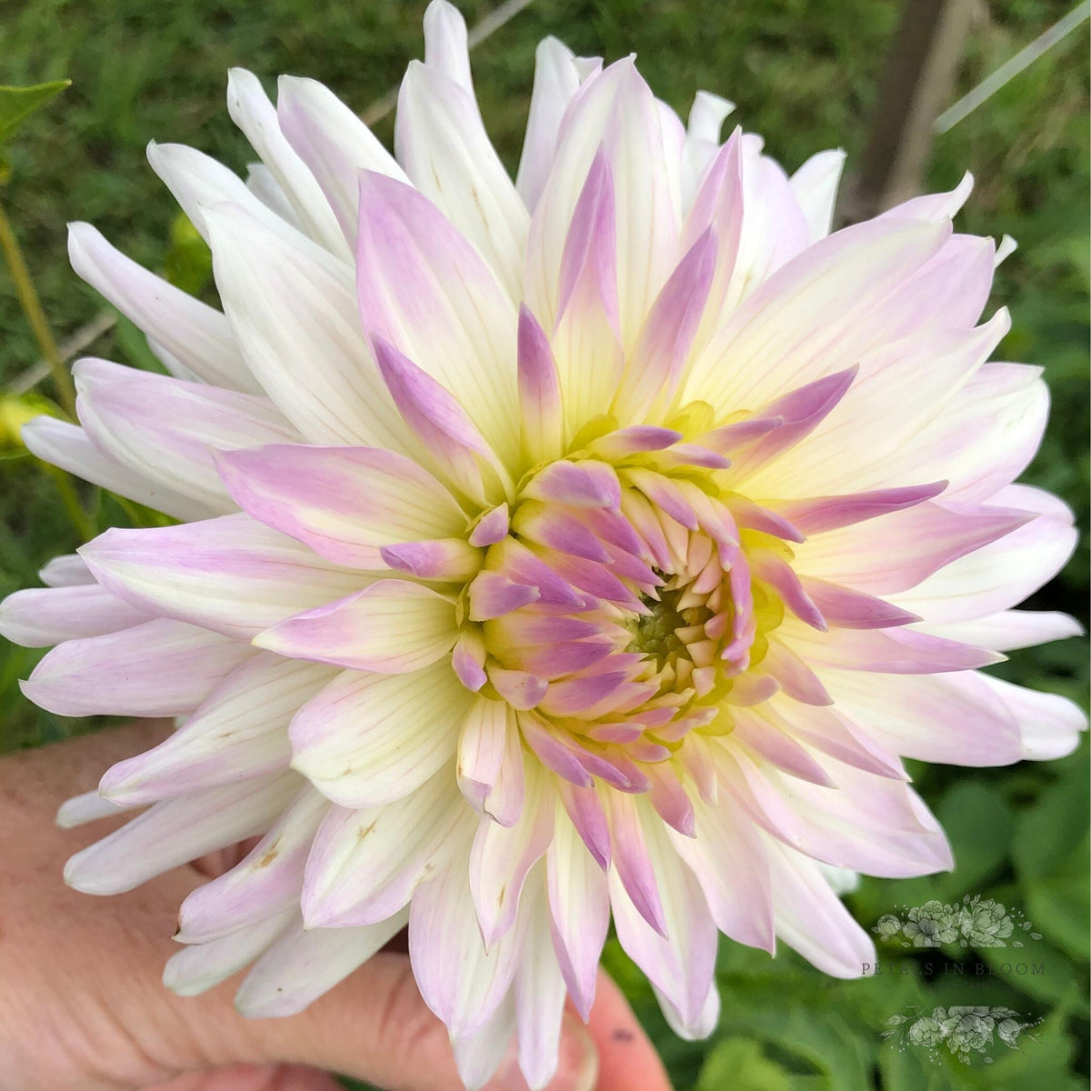 Clearview Orca Dahlia Tubers – Petals In Bloom Flower Farm