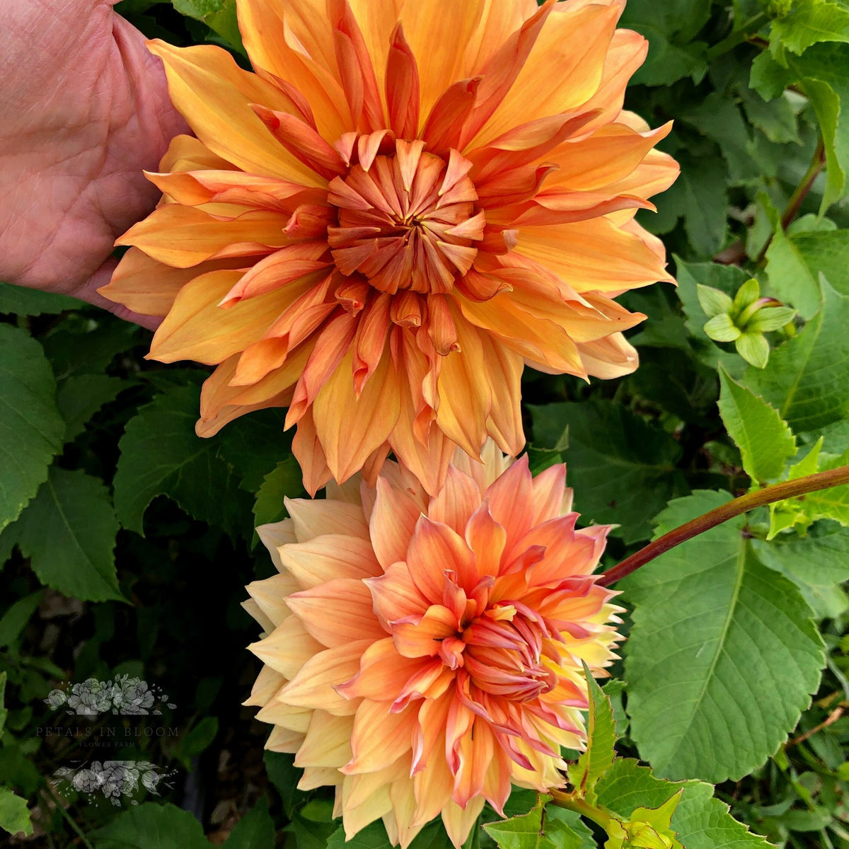 Hamari Gold Dahlia Tubers – Petals In Bloom Flower Farm