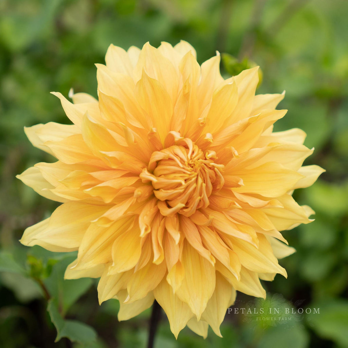Hamari Gold Dahlia Tubers – Petals In Bloom Flower Farm