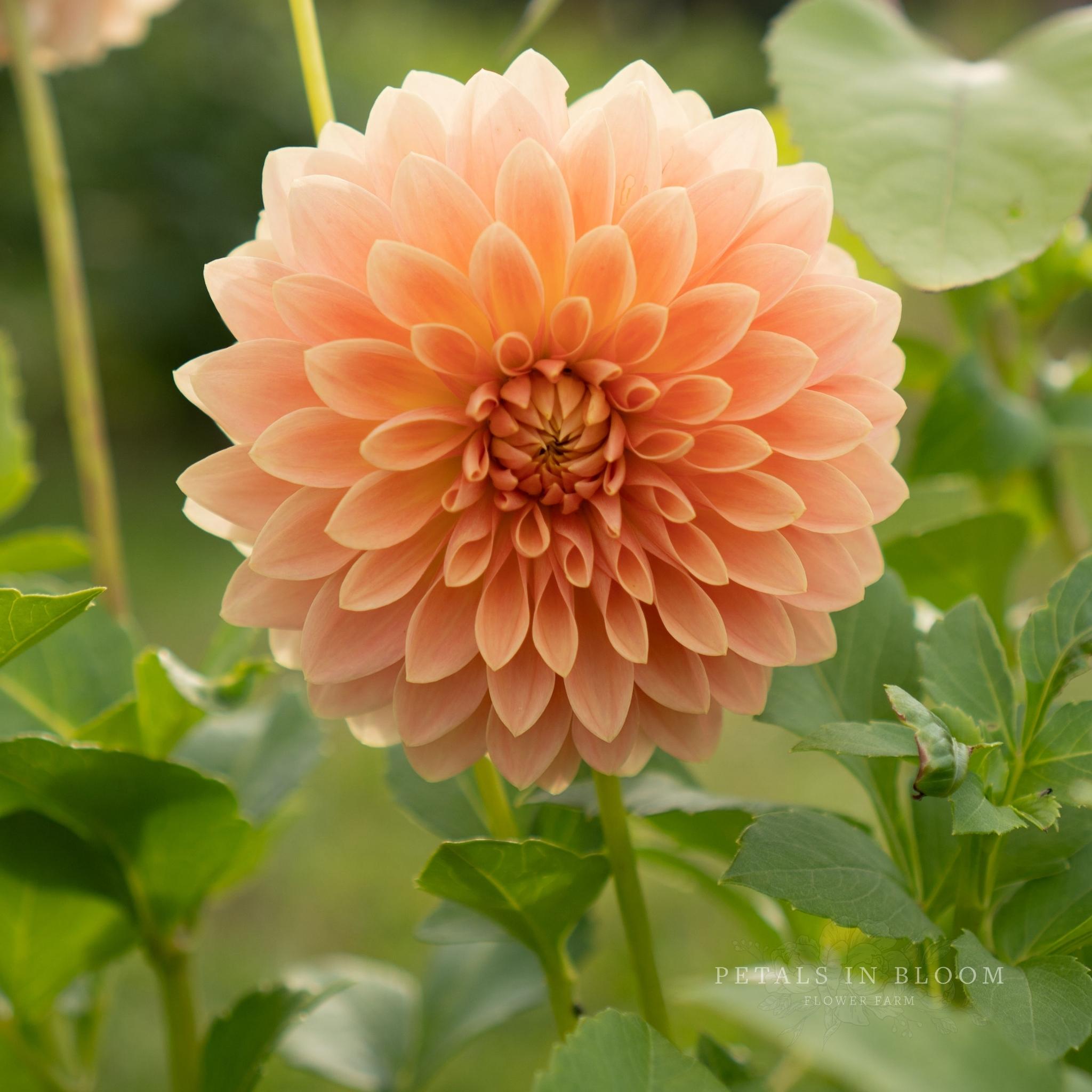 Hamilton Lillian Dahlia Tubers – Petals In Bloom Flower Farm