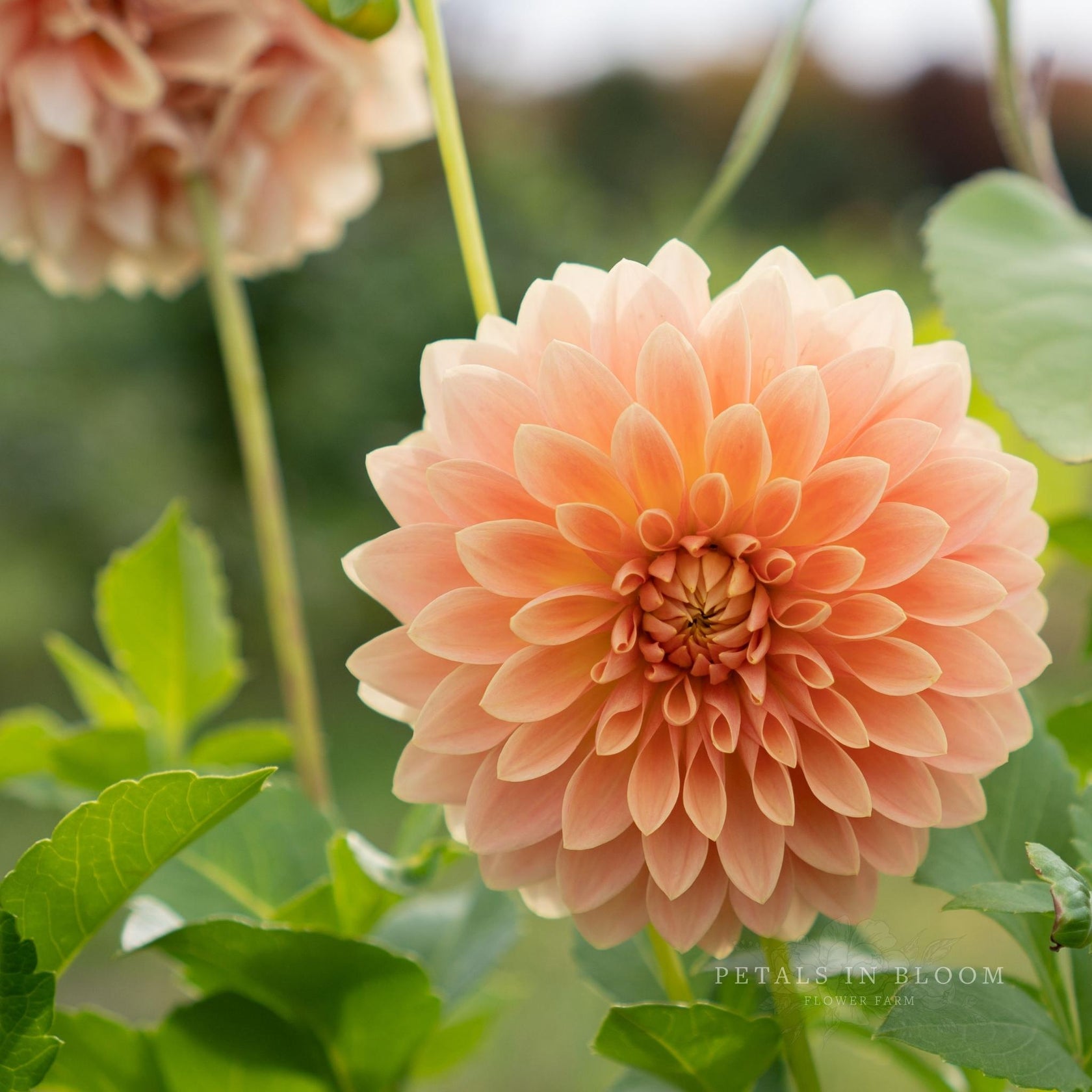 Hamilton Lillian Dahlia Tubers – Petals In Bloom Flower Farm