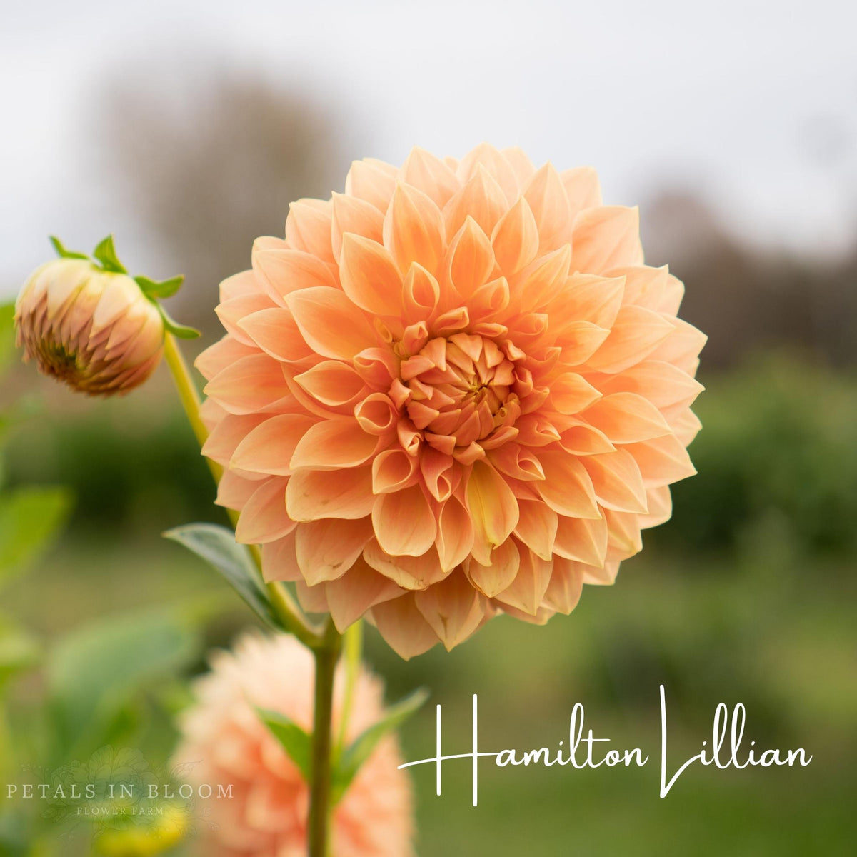 Hamilton Lillian Dahlia Tubers – Petals In Bloom Flower Farm