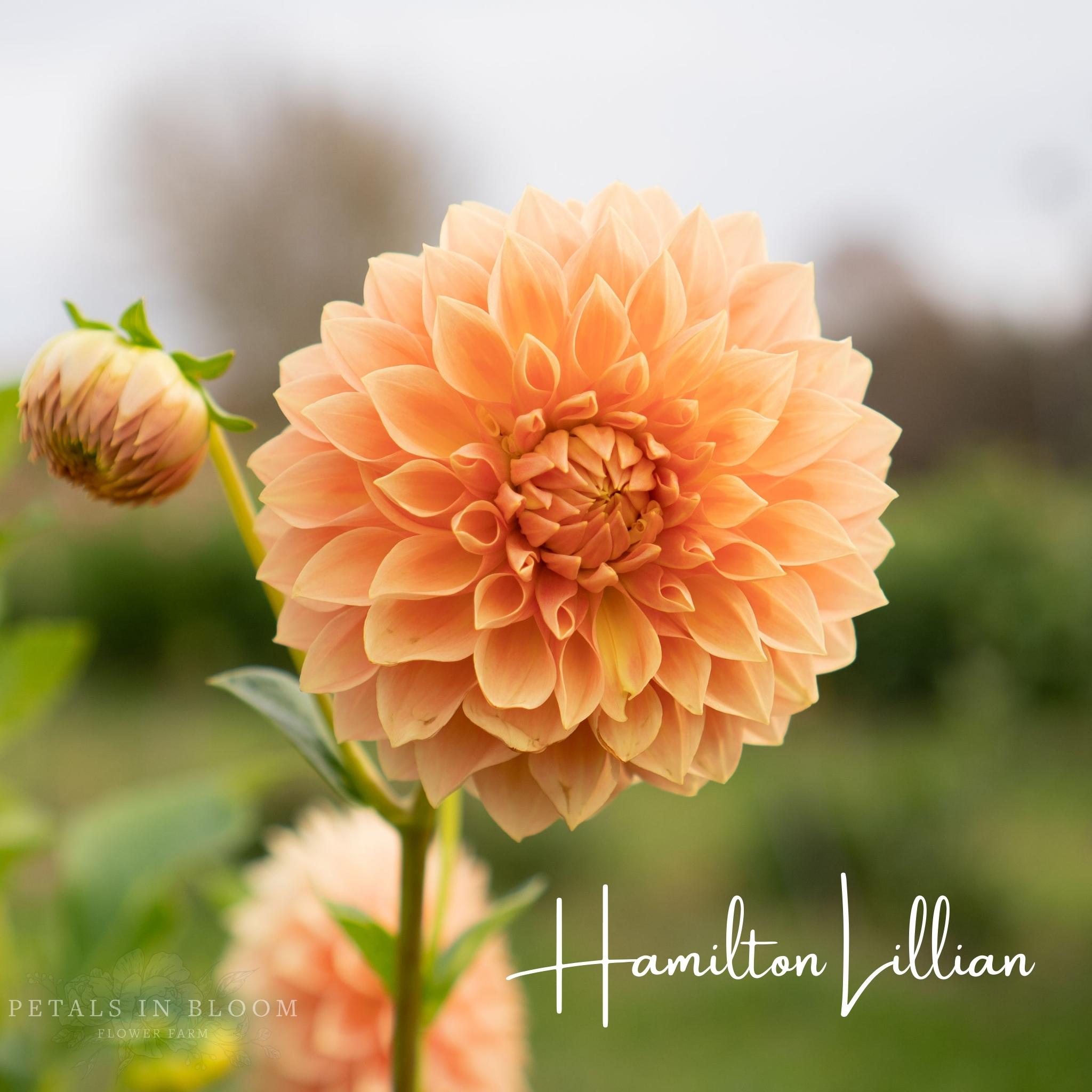 Hamilton Lillian Dahlia Tubers – Petals In Bloom Flower Farm