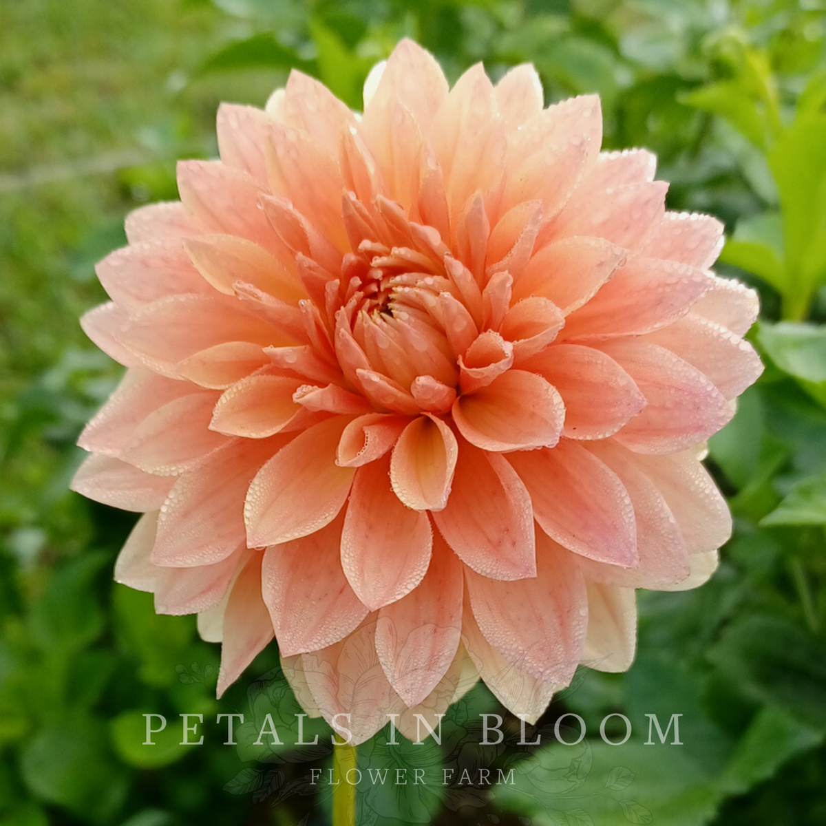 Hamilton Lillian Dahlia Tubers – Petals In Bloom Flower Farm