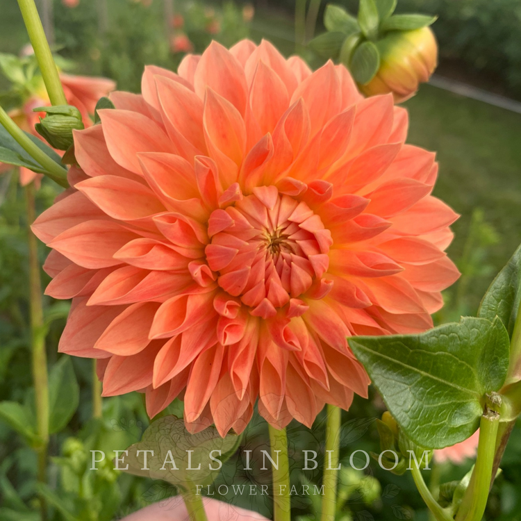 Hamilton Lillian Dahlia Tubers – Petals In Bloom Flower Farm