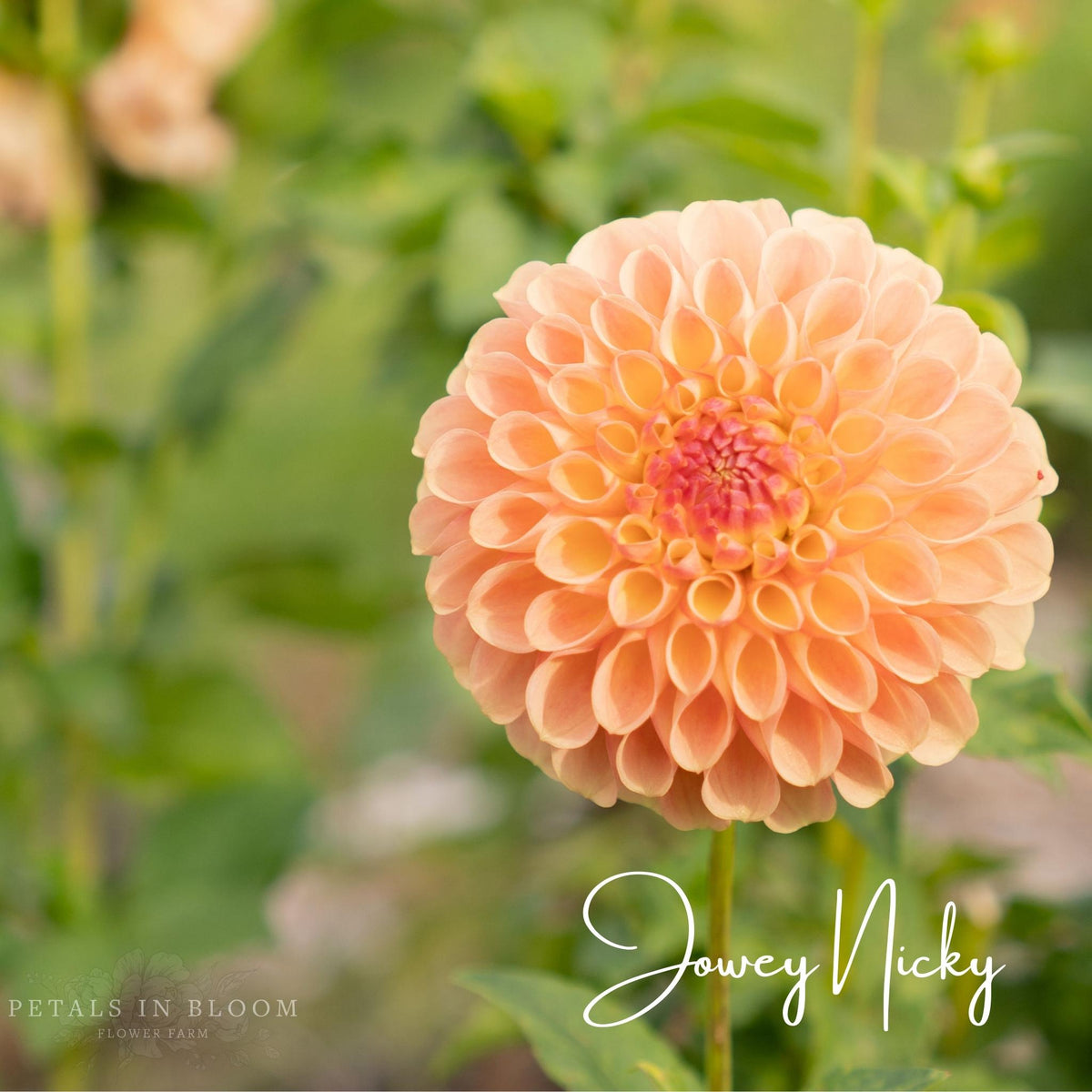 Jowey Nicky Dahlia Tuber – Petals In Bloom Flower Farm