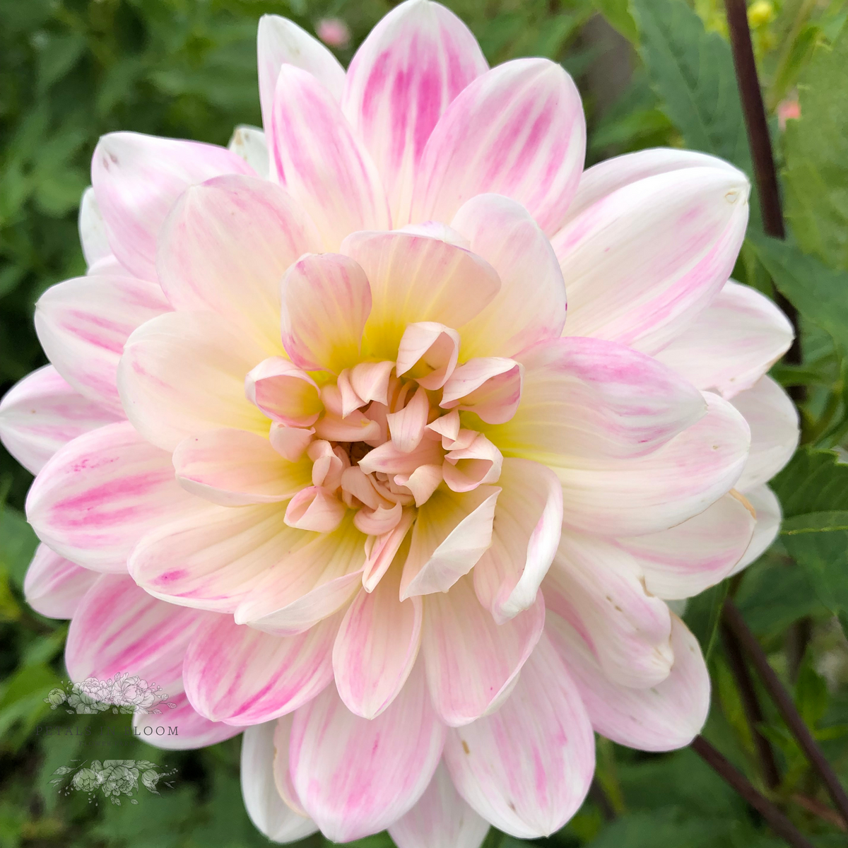 Kelgai Ann Dahlia Tubers Petals In Bloom Flower Farm