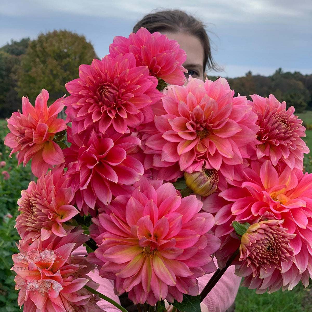 Kenora Lisa Dahlia Tubers – Petals In Bloom Flower Farm