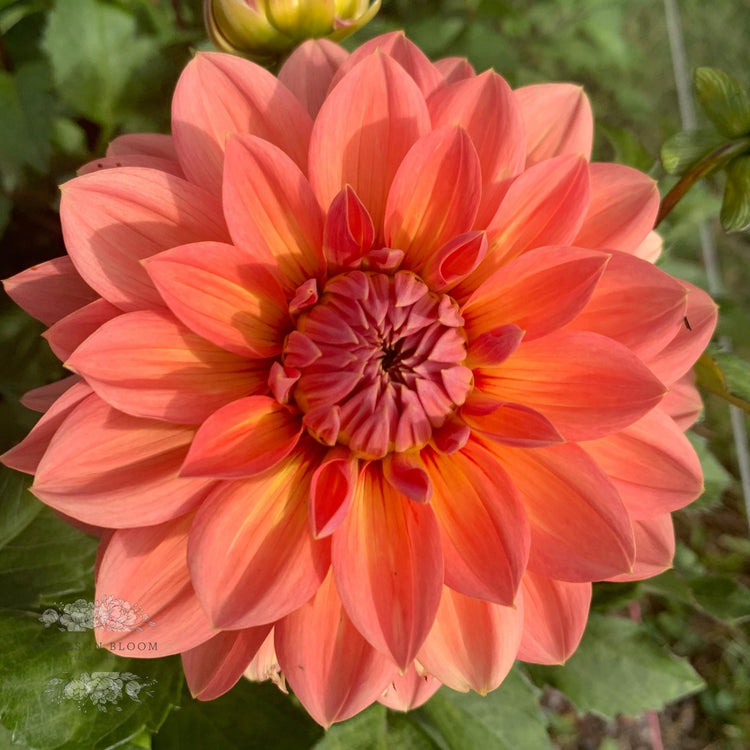 Nicholas Dahlia Tubers – Petals In Bloom Flower Farm