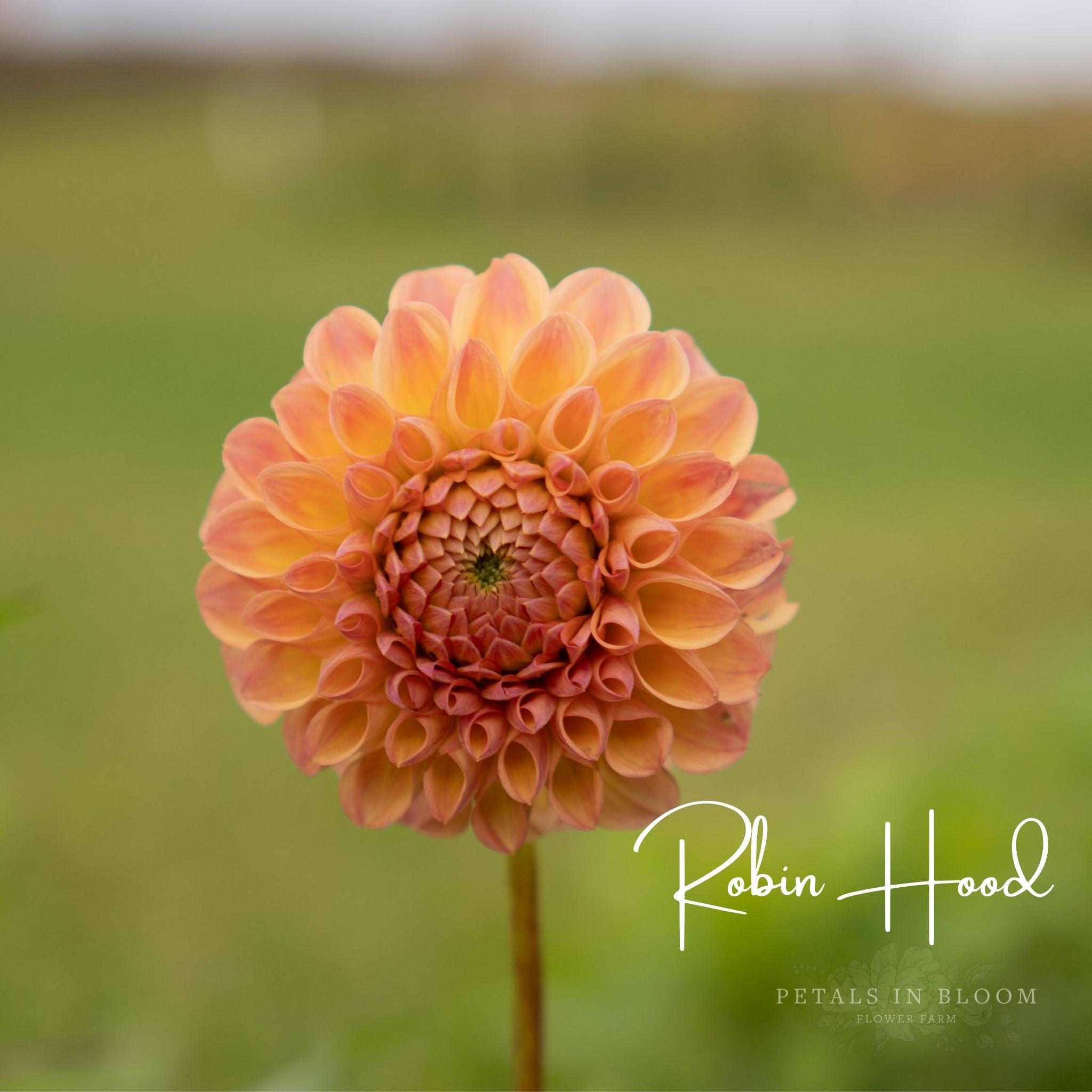 Dahlia Tubers – Page 6 – Petals In Bloom Flower Farm