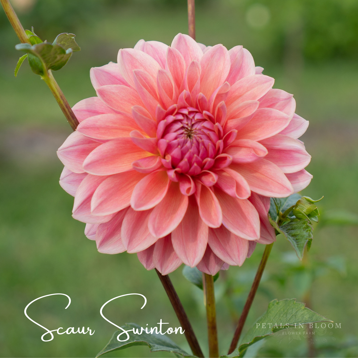 Scaur Swinton Dahlia Tubers – Petals In Bloom Flower Farm