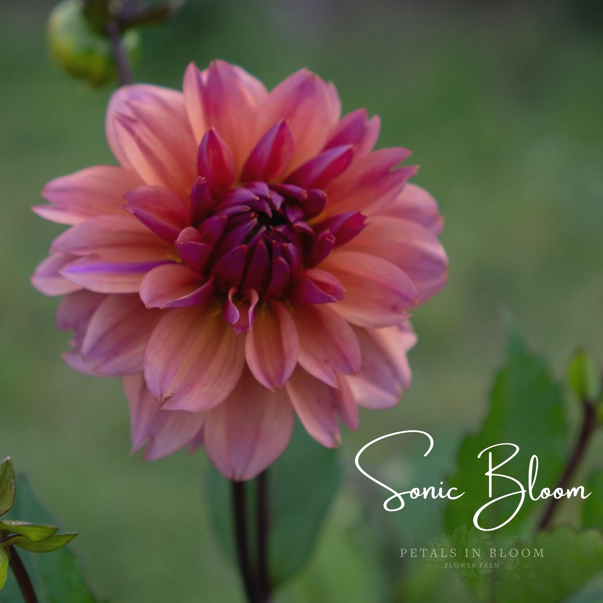 Sonic Bloom Dahlia Tubers – Petals In Bloom Flower Farm
