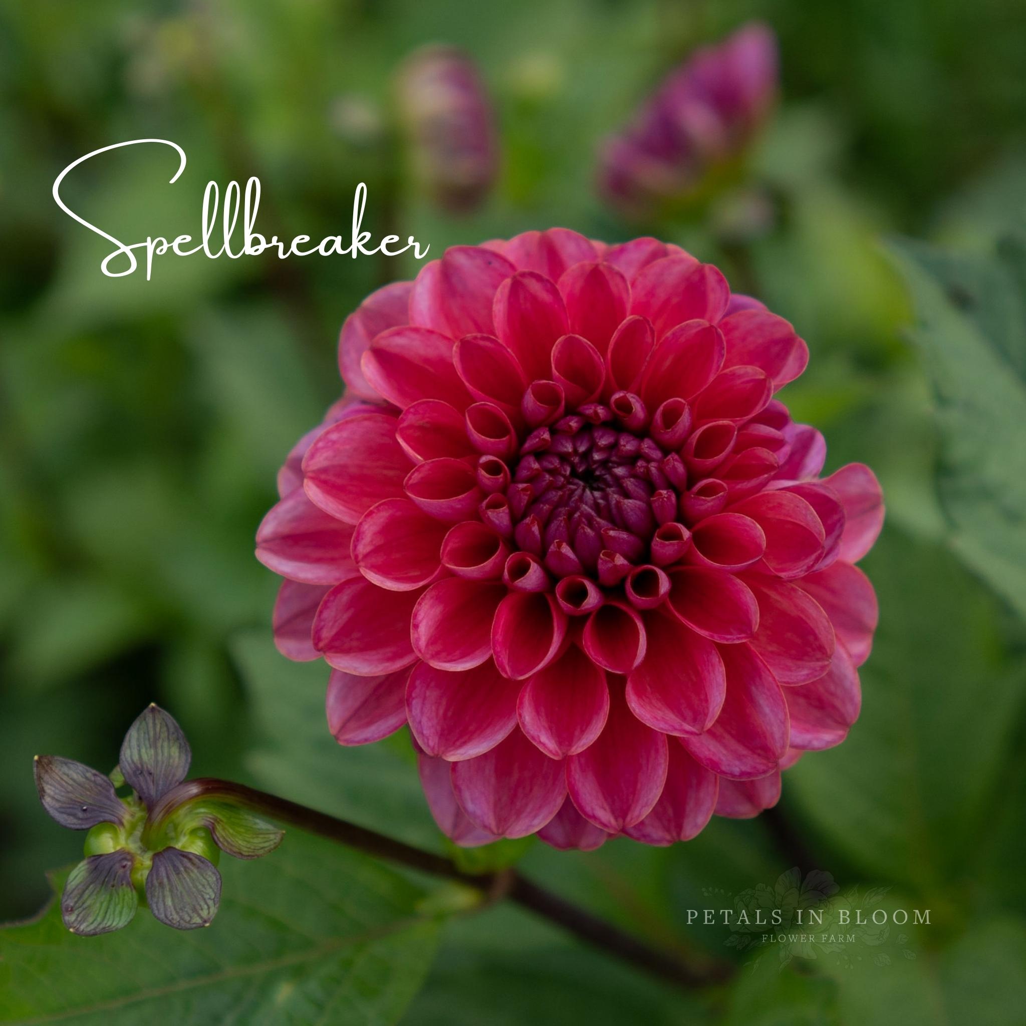 Products – Page 10 – Petals In Bloom Flower Farm