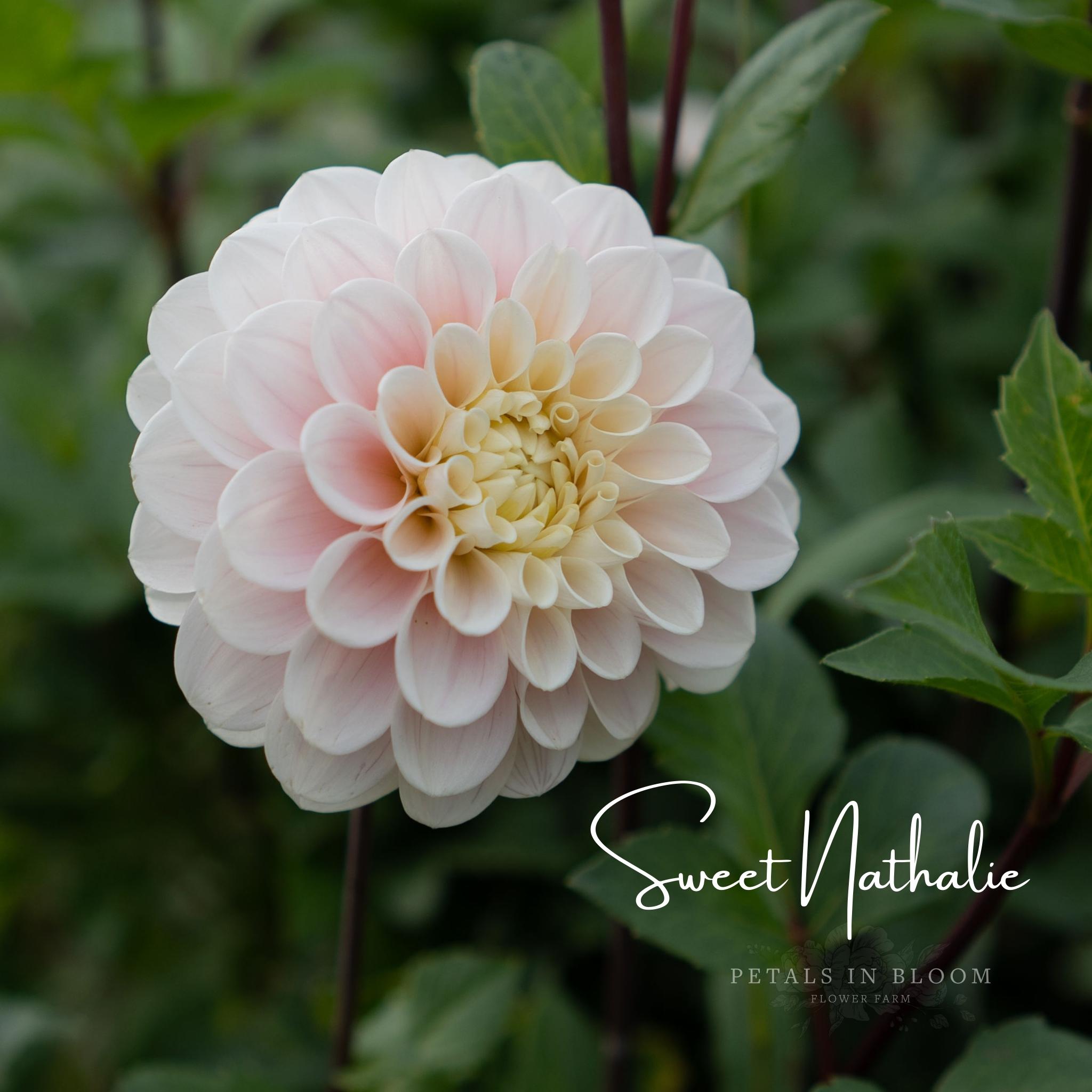 Sweet Nathalie Dahlia Tubers – Petals In Bloom Flower Farm