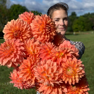 Hamilton Lillian Dahlia Tubers – Petals In Bloom Flower Farm